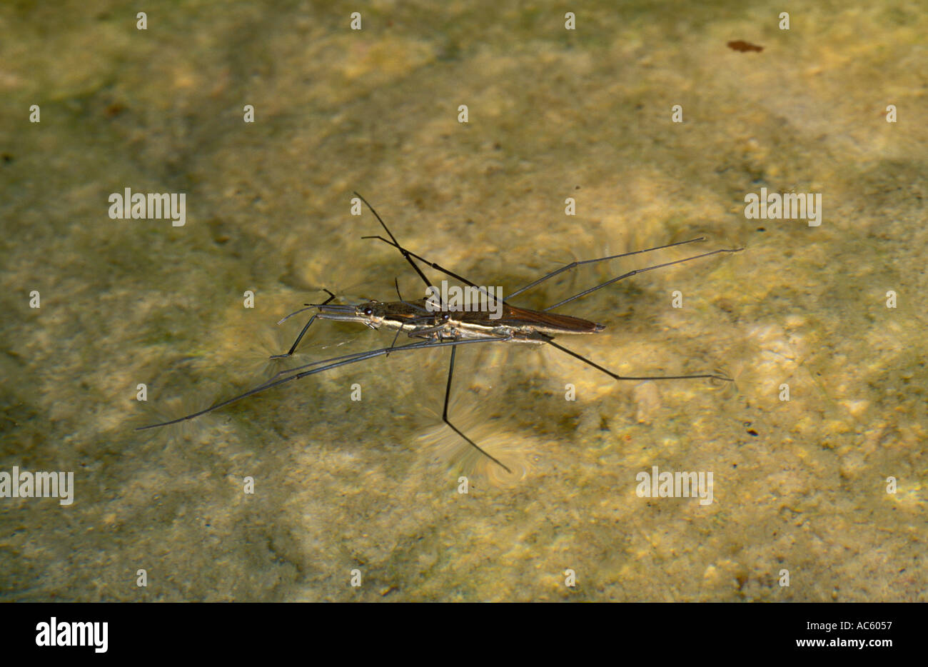 Freshwater bugs hi-res stock photography and images - Alamy