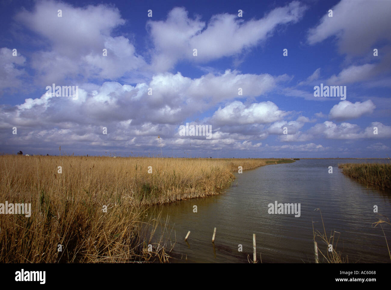 Wetland. Ebro River Delta Natural Park. Tarragona Province. Spain Stock ...