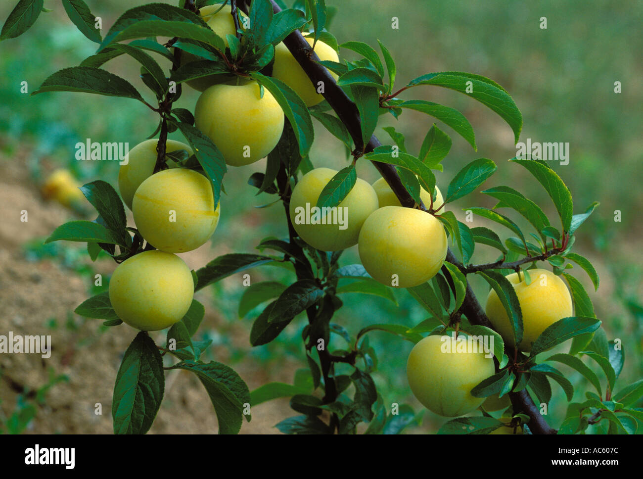 Prunus claudia hi-res stock photography and images - Alamy