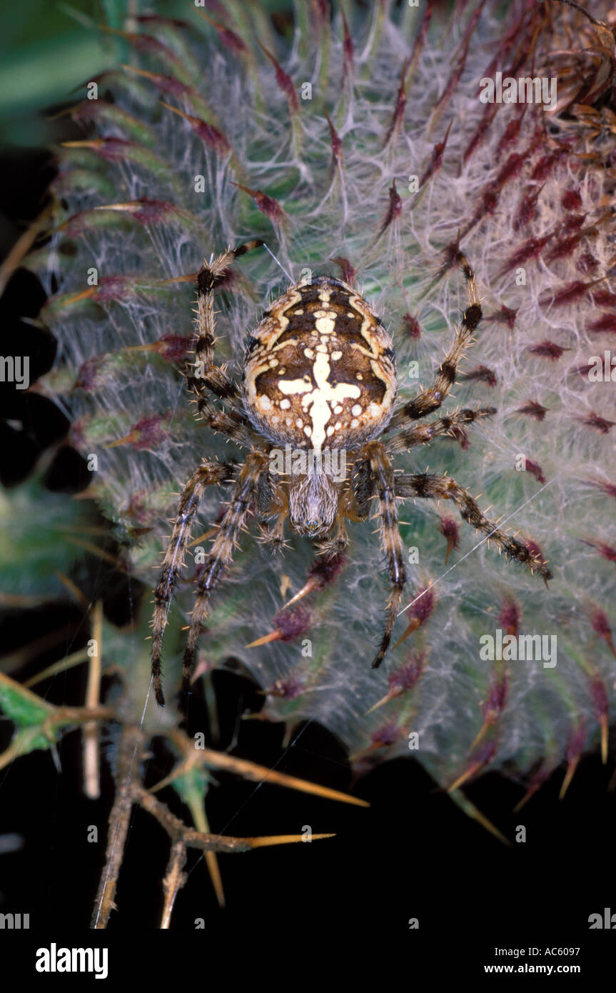 Garden Spider, Araneus diadematus. On Thistle Stock Photo - Alamy