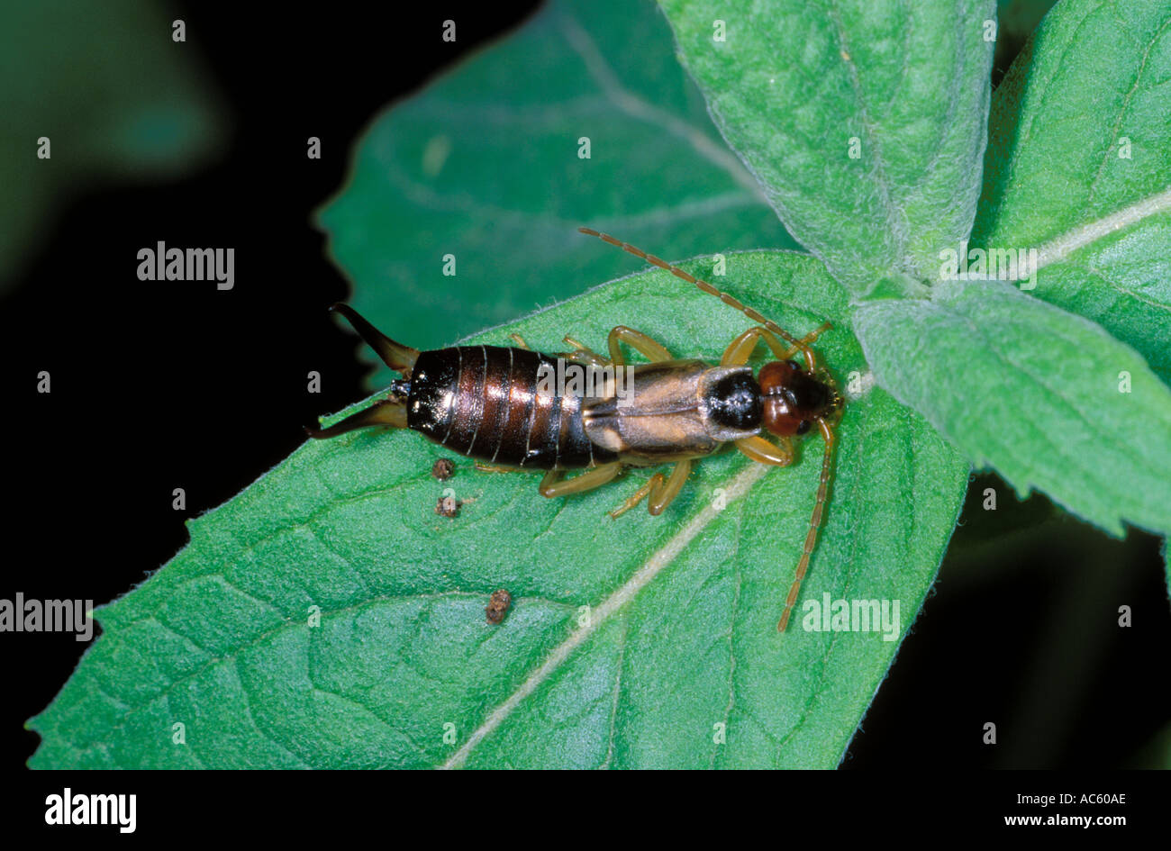 Common or European Earwig, Forficula auricularia. On leaf Stock Photo ...