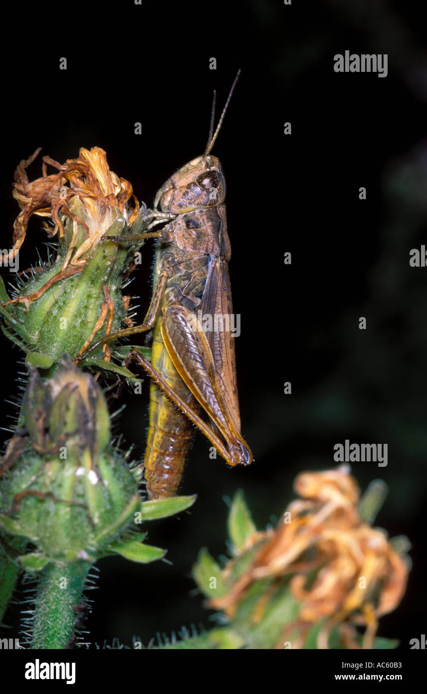 Acrididae family hi-res stock photography and images - Alamy