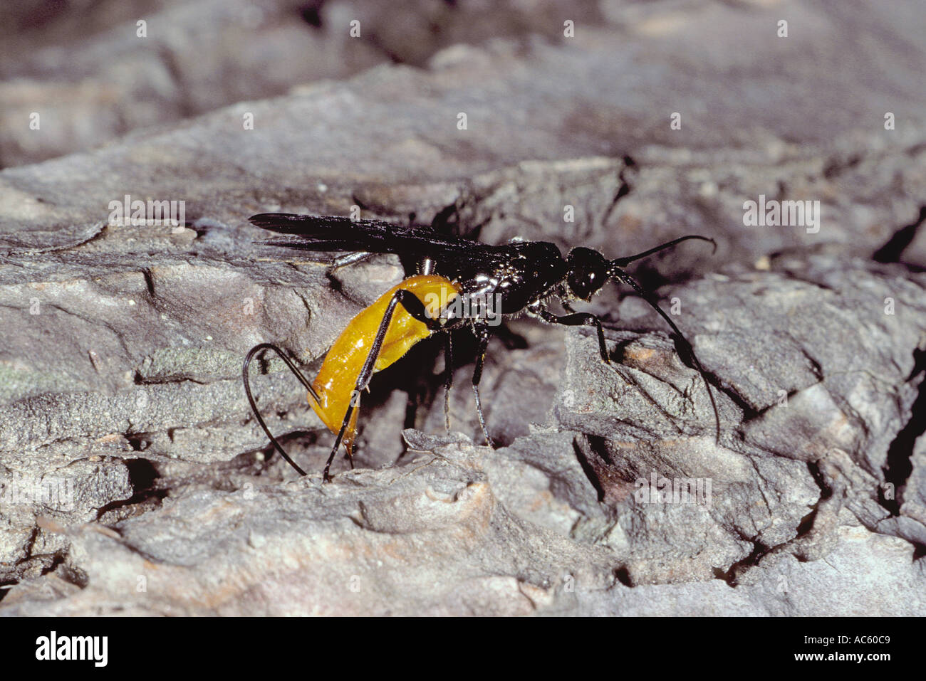 Parasitic wasp fly egg hi-res stock photography and images - Alamy