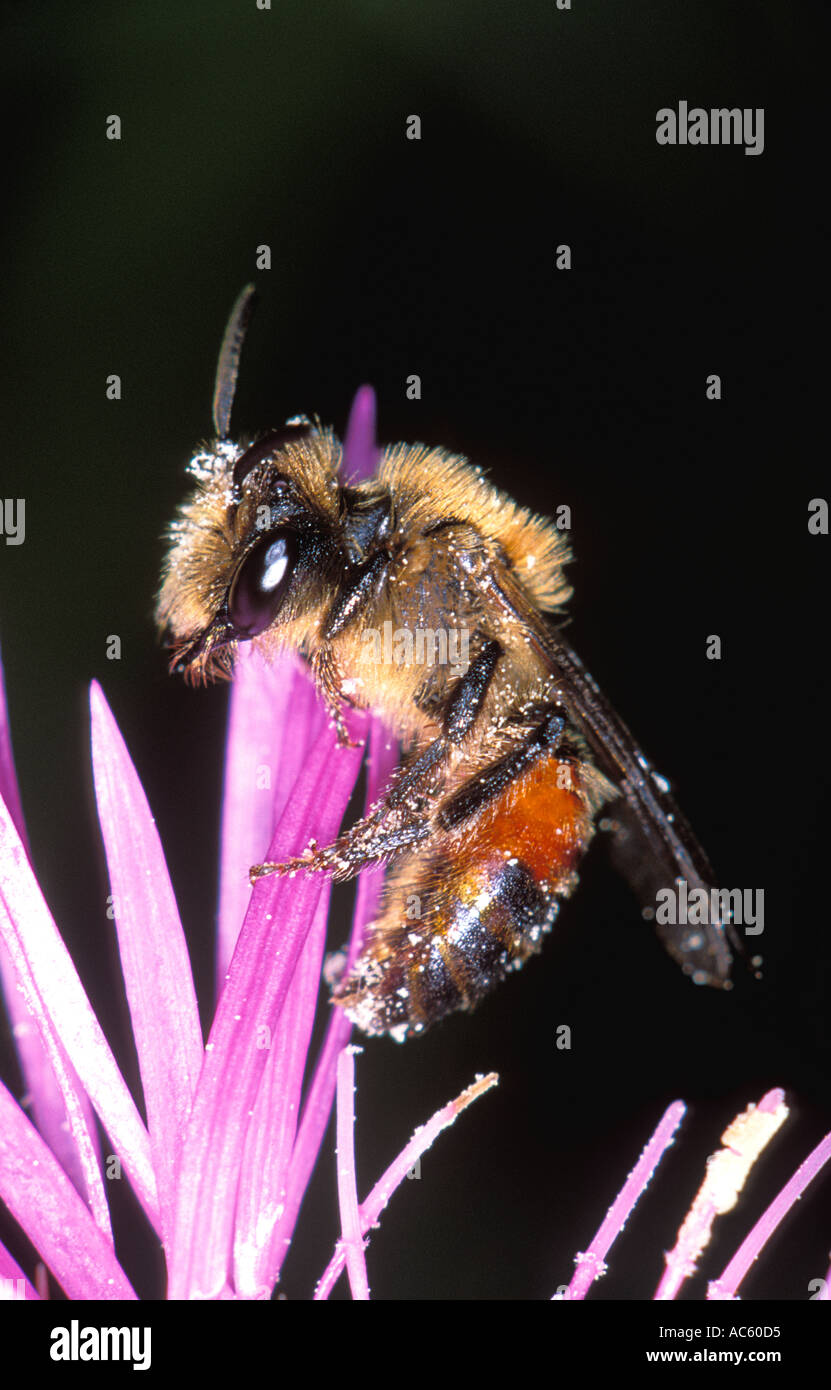 Mining Bee, Andrena sp. On flower Stock Photo - Alamy