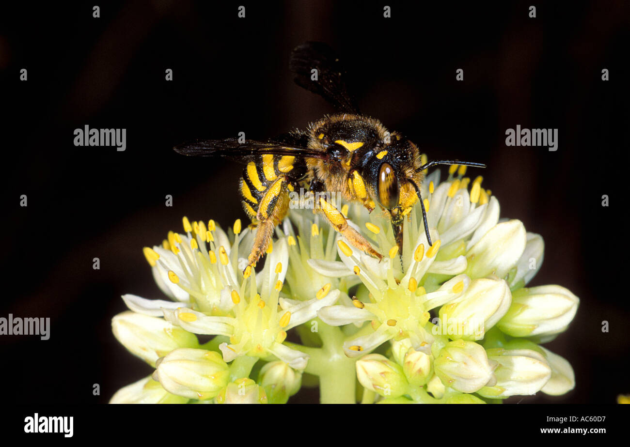 Anthidium Sp High Resolution Stock Photography and Images - Alamy