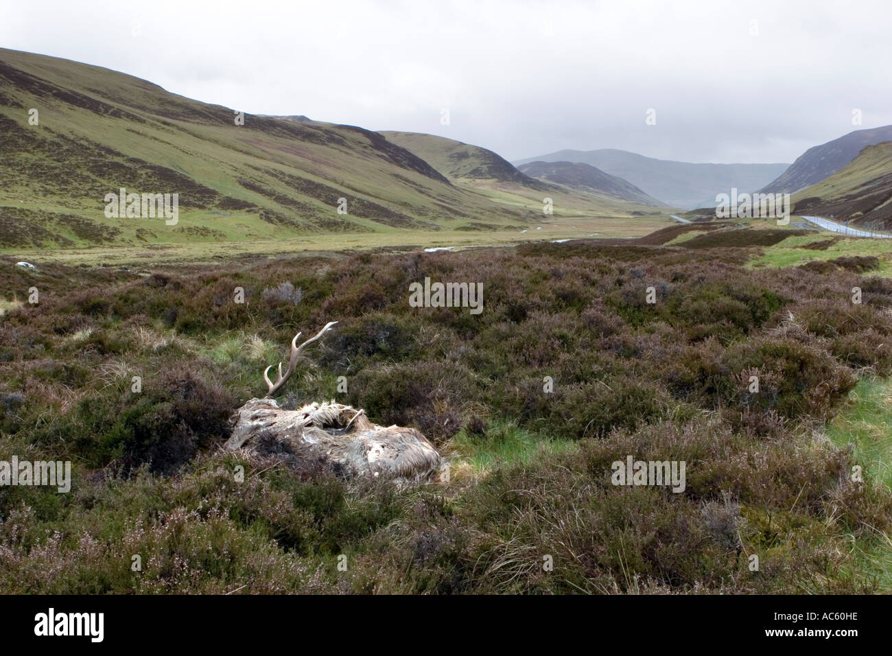 Dead Scottish Red Deer, in moorland heather peat bog landscape, Spittal ...