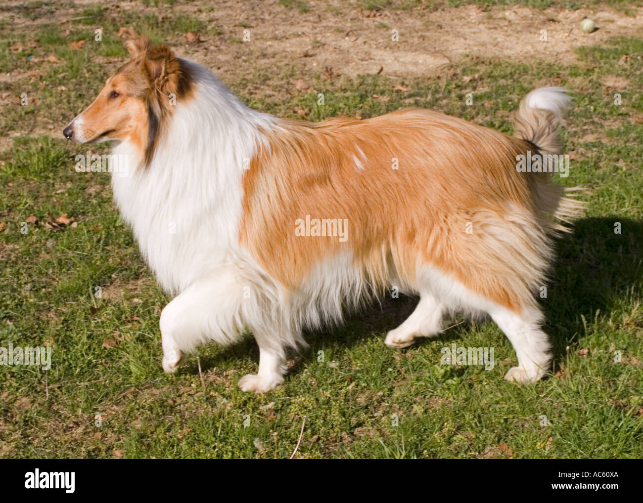 Quizzical dog hi-res stock photography and images - Alamy