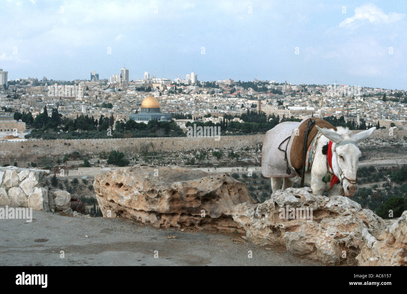 Donkey on the Mount of Olives in Jerusalem Israel Stock Photo - Alamy