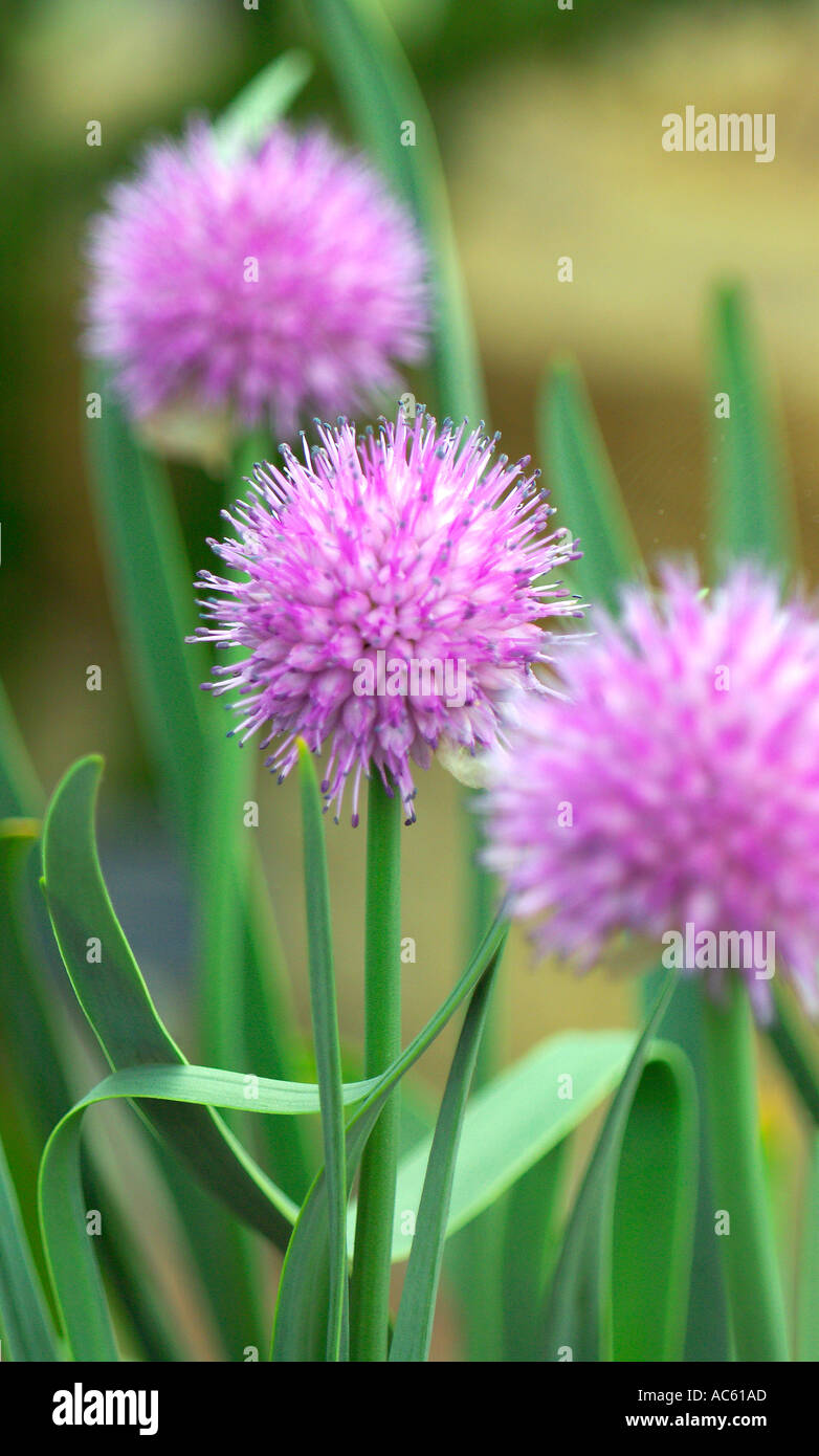 Allium Polyphyllum Alliaceae Stock Photo - Alamy
