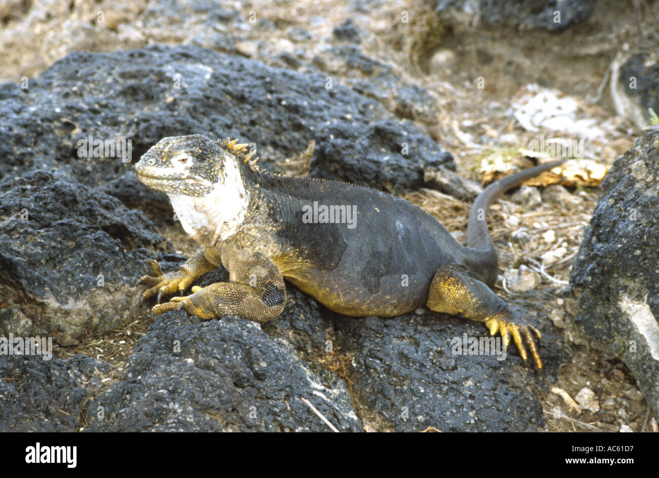 Ecotourism to the galapagos islands hi-res stock photography and images ...