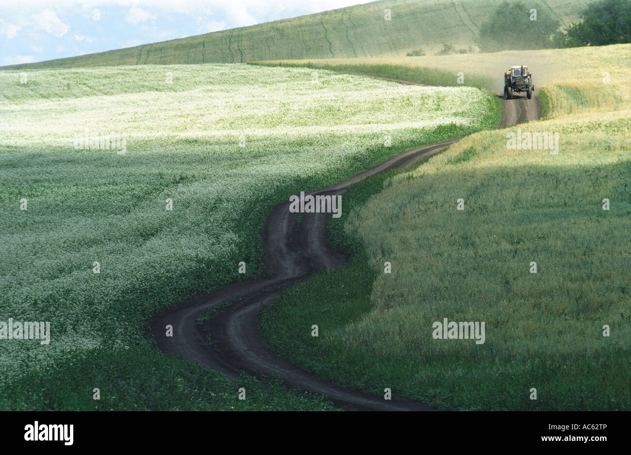 A tractor riding through buckwheat field. Altai. Siberia. Russian ...
