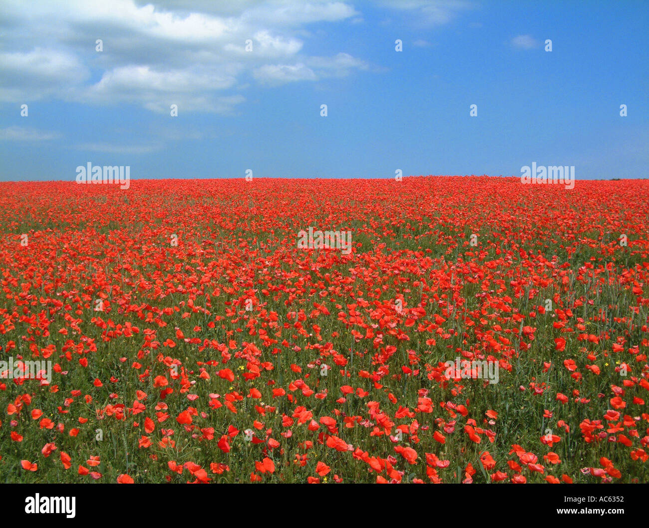Field Of Poppies Stock Photo - Alamy