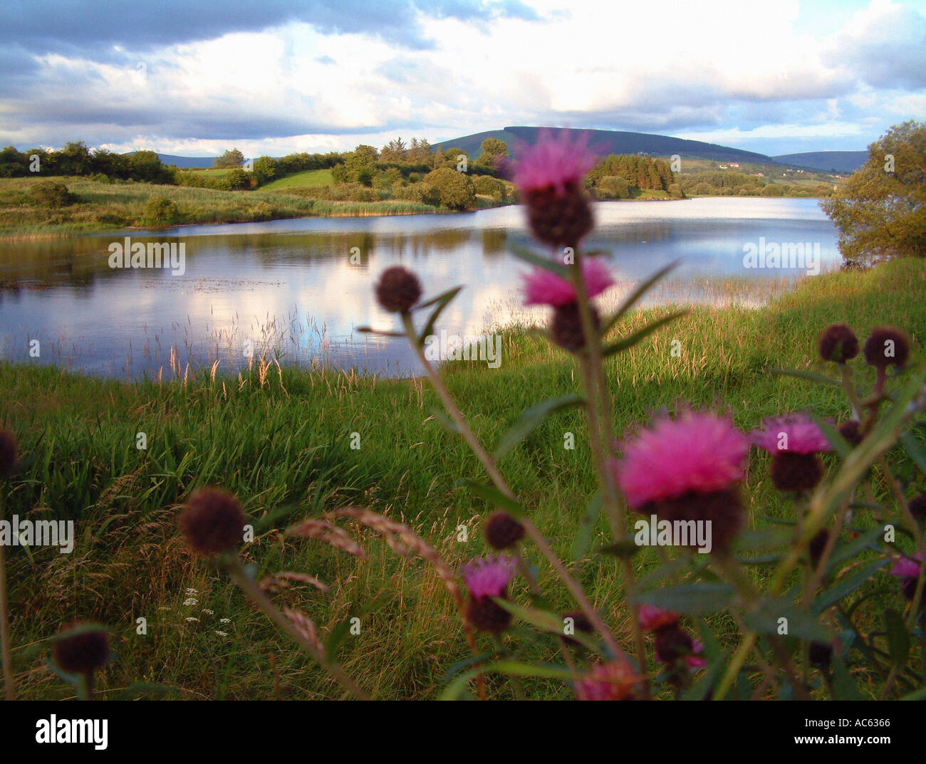 Pollaphuca hi-res stock photography and images - Alamy