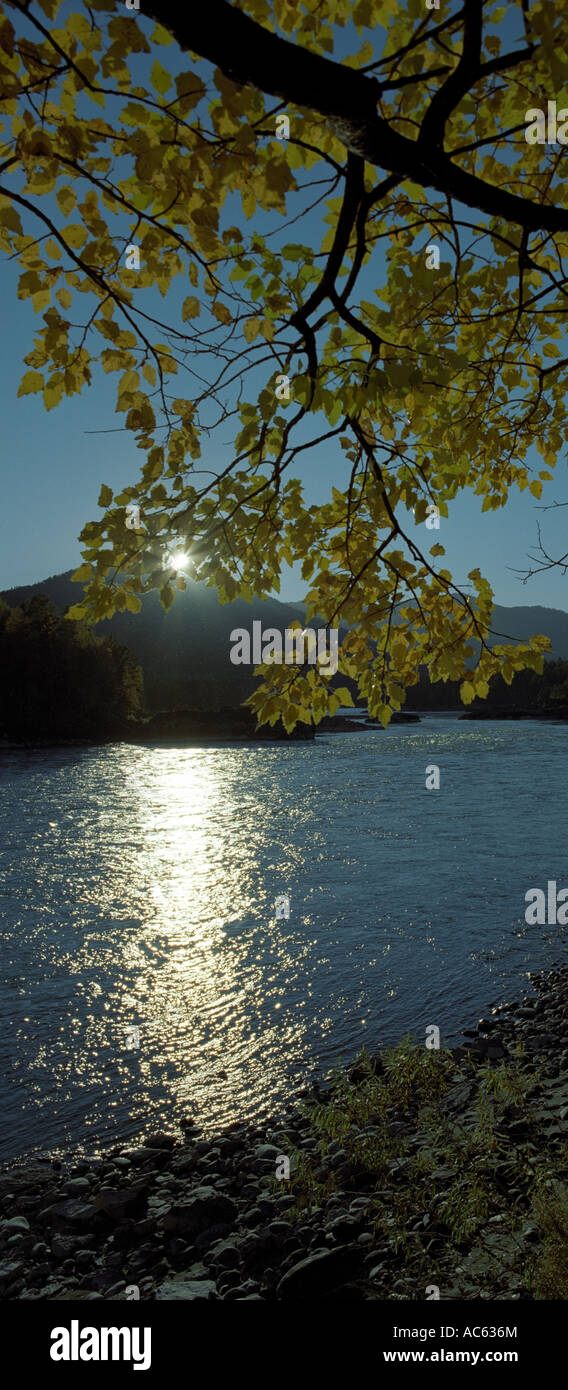 Golden autumnal aspen tree branch above the Katun River. Altai. Siberia ...