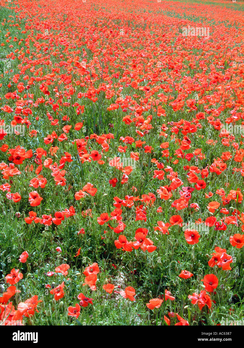 Field Of Poppies Stock Photo - Alamy
