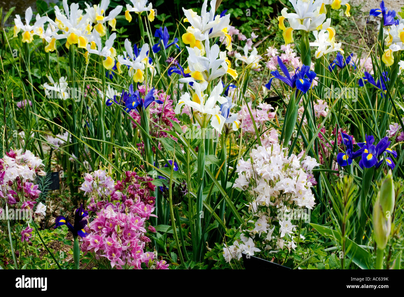 Bearded iris border hi-res stock photography and images - Alamy