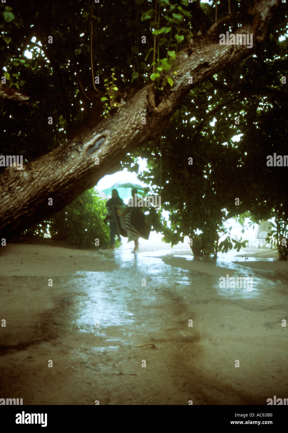 Sudden tropical downpour in the Maldives running for shelter Stock ...