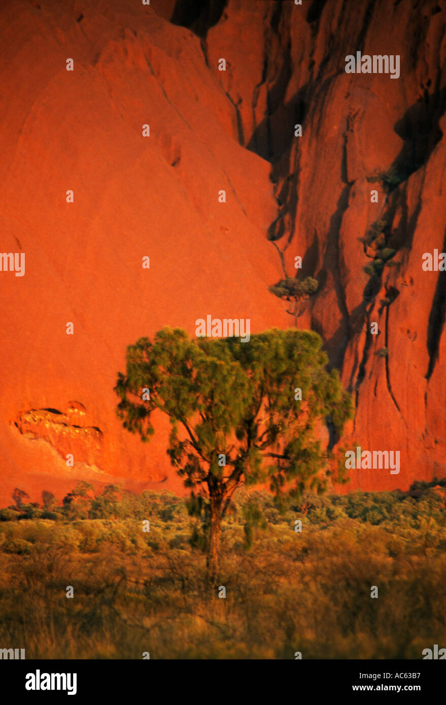 Desert Oak tree with backdrop of Uluru Ayers Rock NT Australia Stock ...