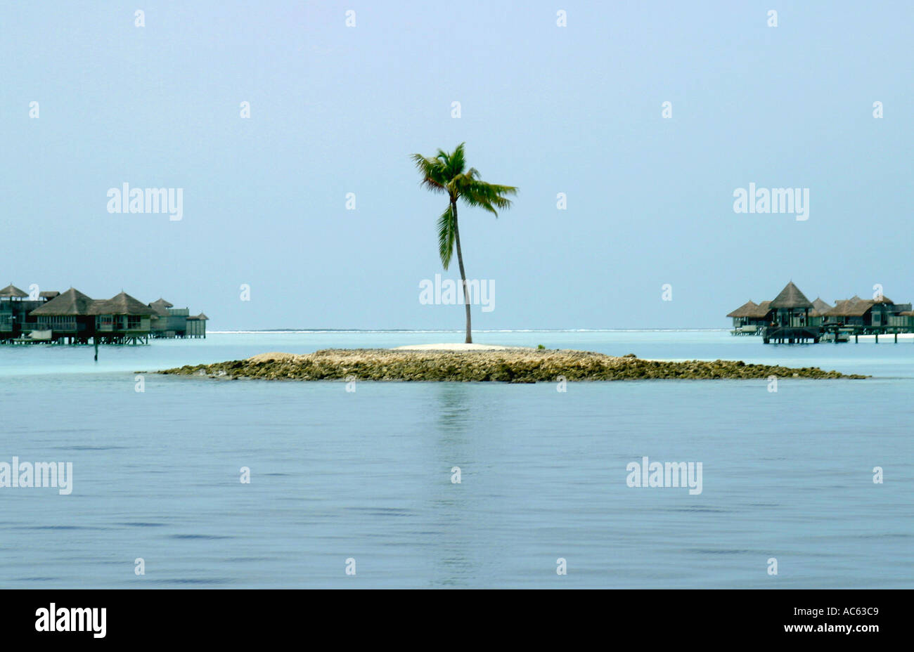 Lonely palm tree on islet at Soneva Gili resort Maldives Stock Photo ...
