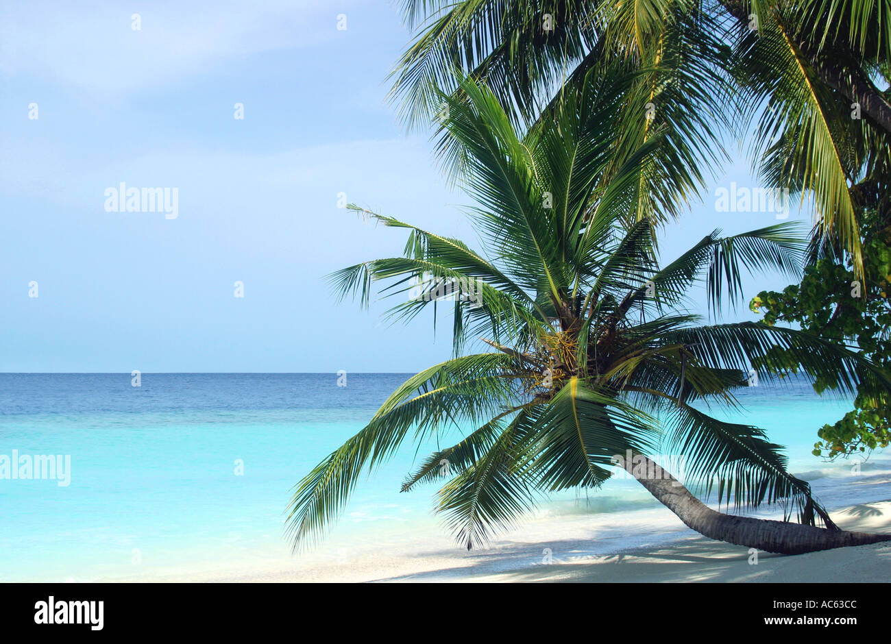 Bowing tree hi-res stock photography and images - Alamy