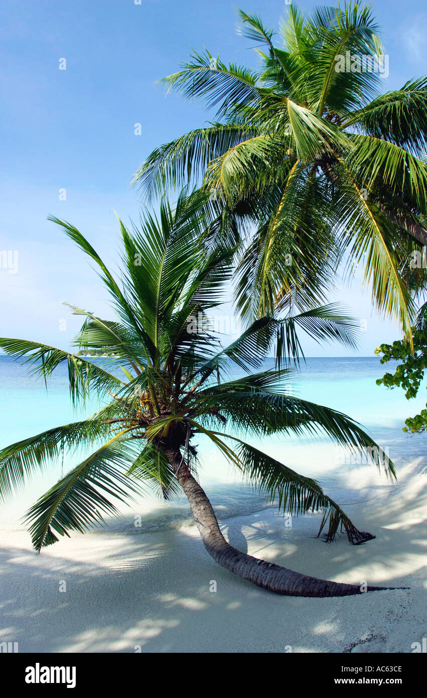 Bowing tree hi-res stock photography and images - Alamy