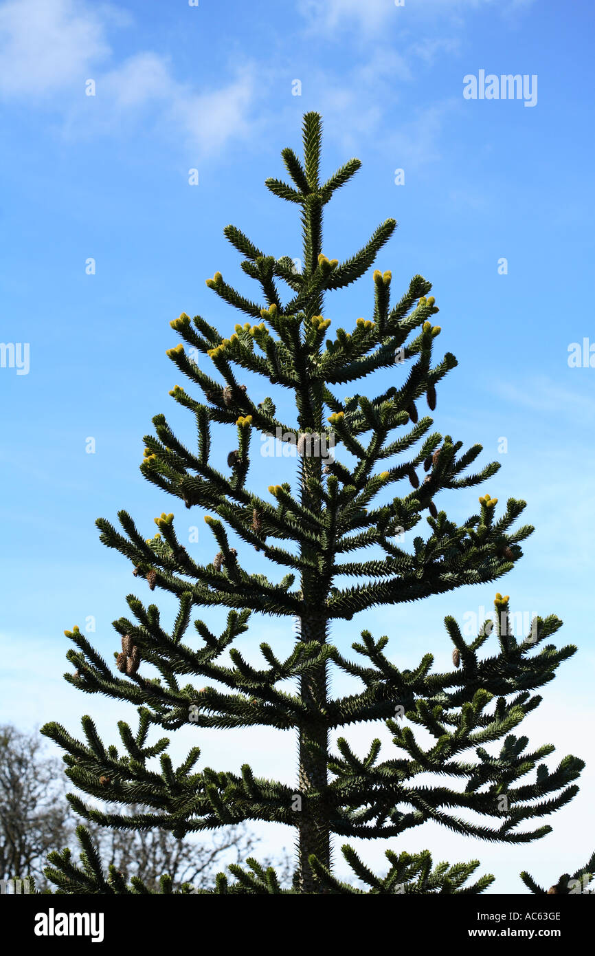 Monkey Puzzle Tree Stock Photo - Alamy