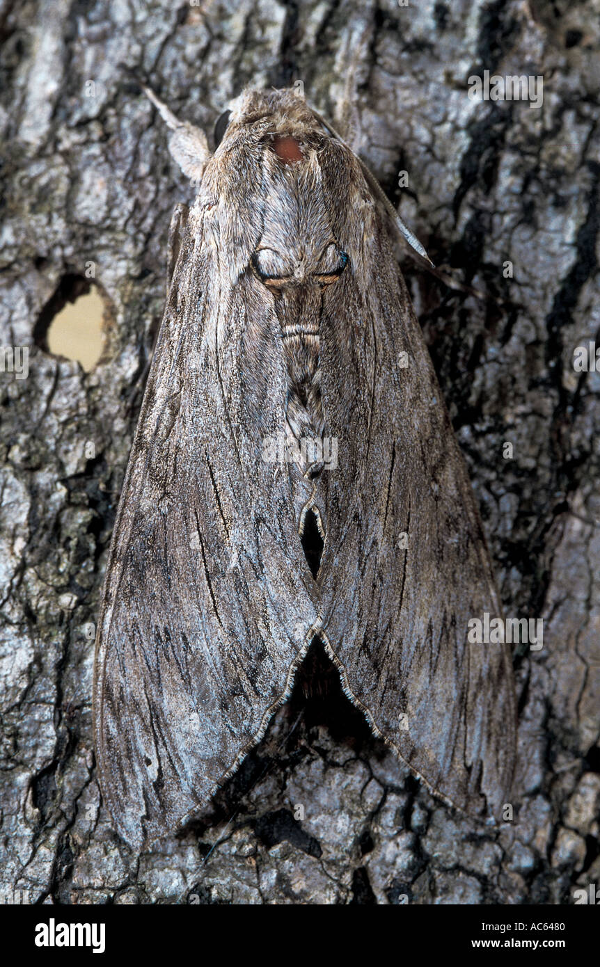 Low Key moth insect insects Stock Photo - Alamy