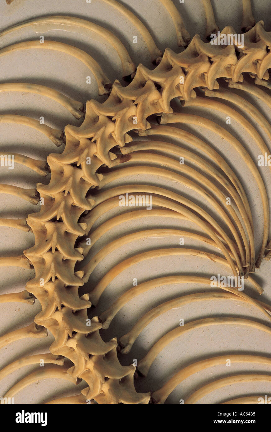 Python skeleton hi-res stock photography and images - Alamy