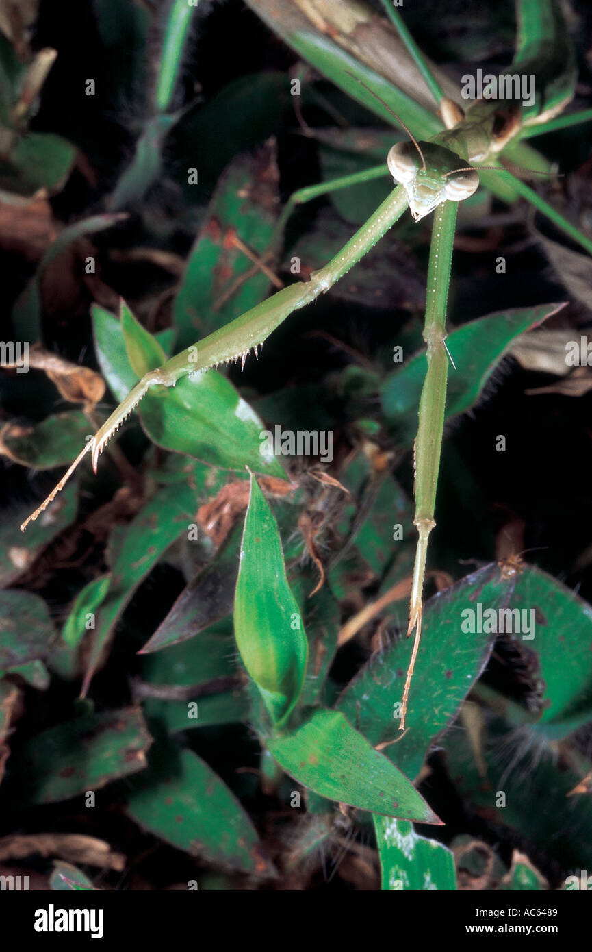 Praying Mantis head leg legs insect insects Stock Photo - Alamy
