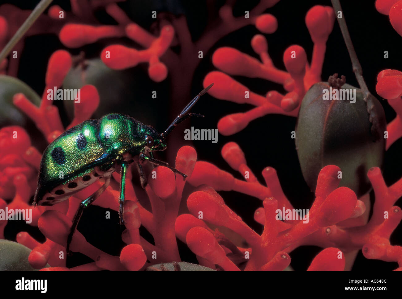 Red jewel bug hi-res stock photography and images - Alamy