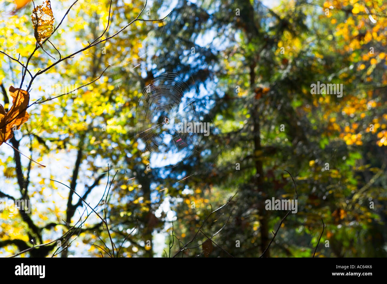 Spider hanging transparent web hi-res stock photography and images - Alamy