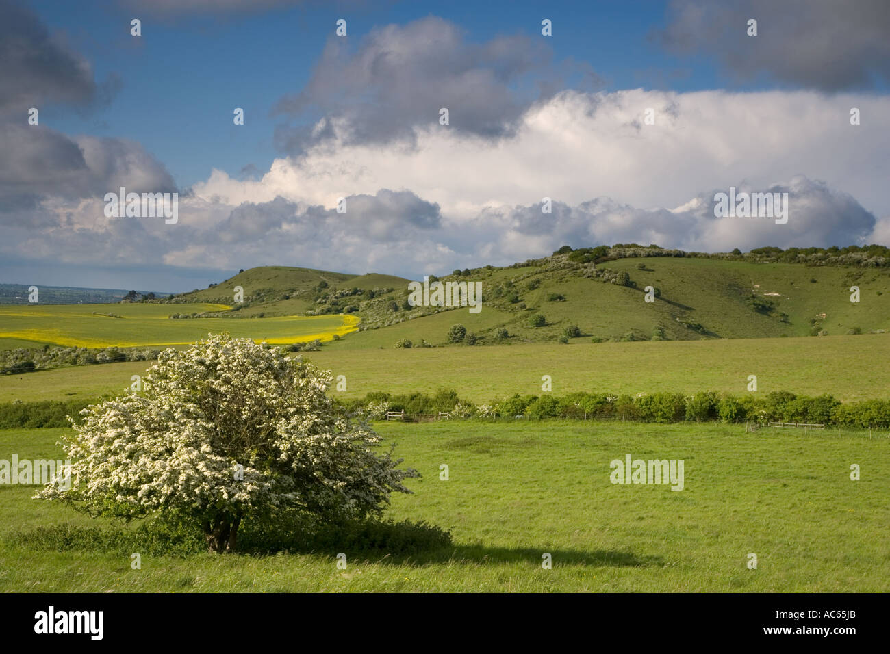 Ivinghoe hills hawthorn hi-res stock photography and images - Alamy