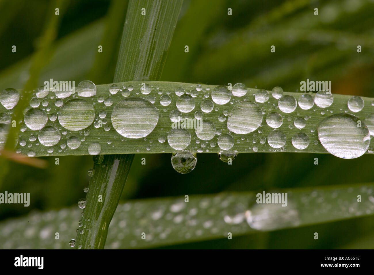 Water Drops On Grass Stock Photo - Alamy