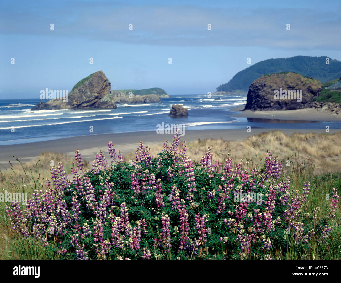 Southern Oregon Coast showing blue lupine wildflowers blooming on a ...