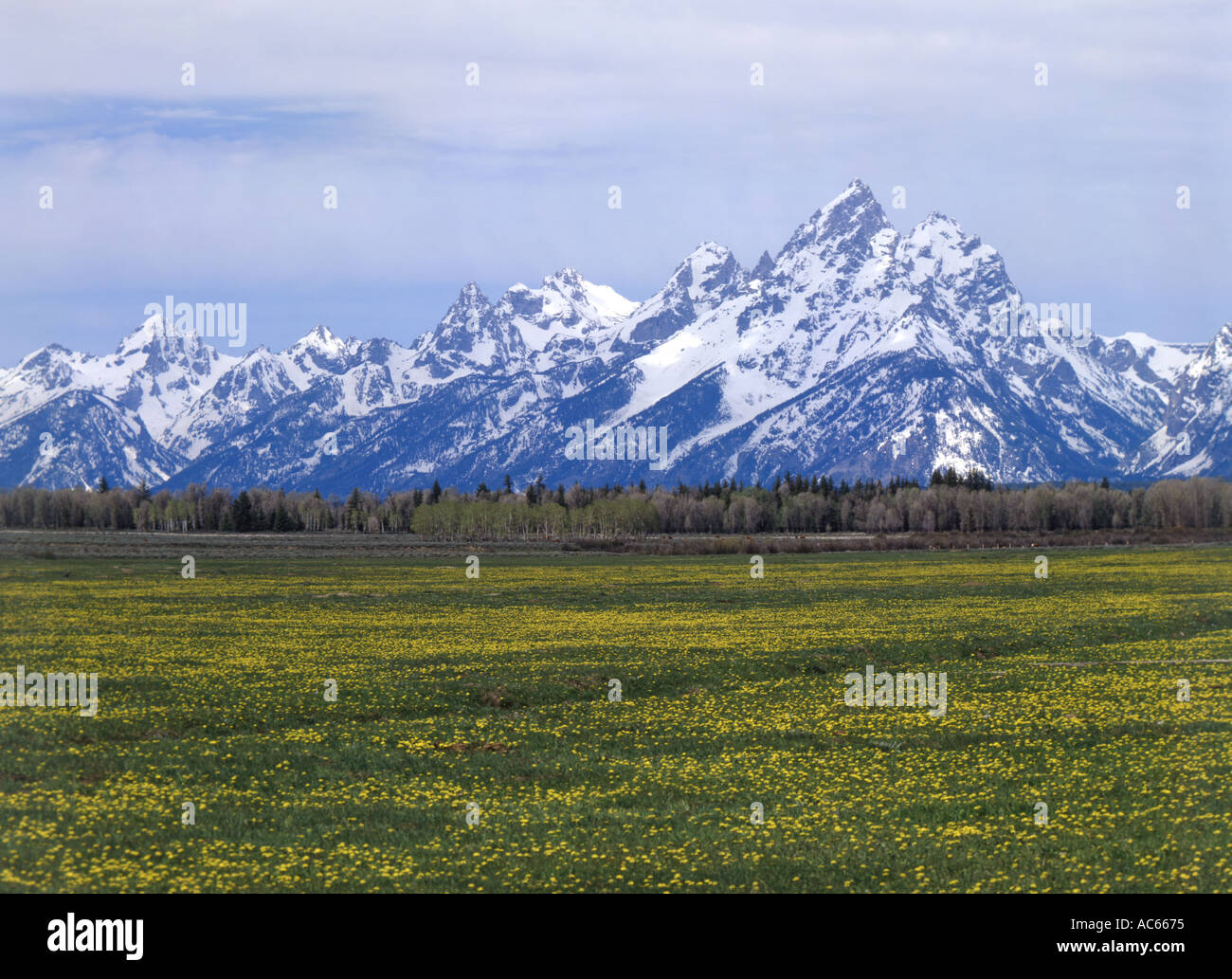 Grand Teton National Park in Wyoming showing a vast field of yellow ...
