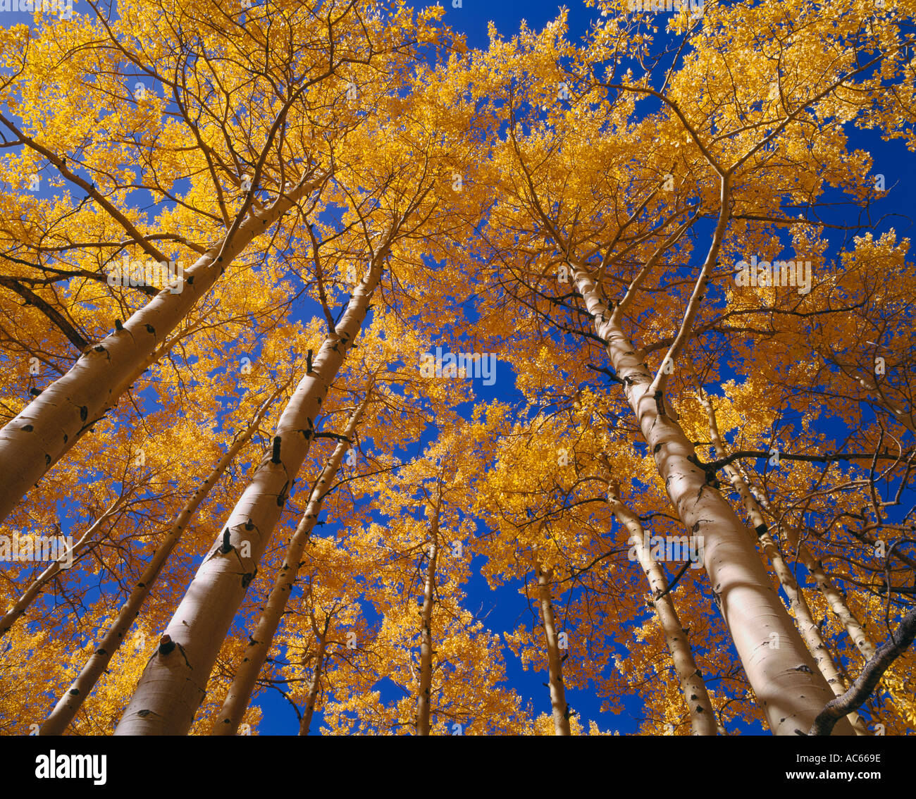 Towering view of fall colored quaking aspen trees Populus tremuloides ...