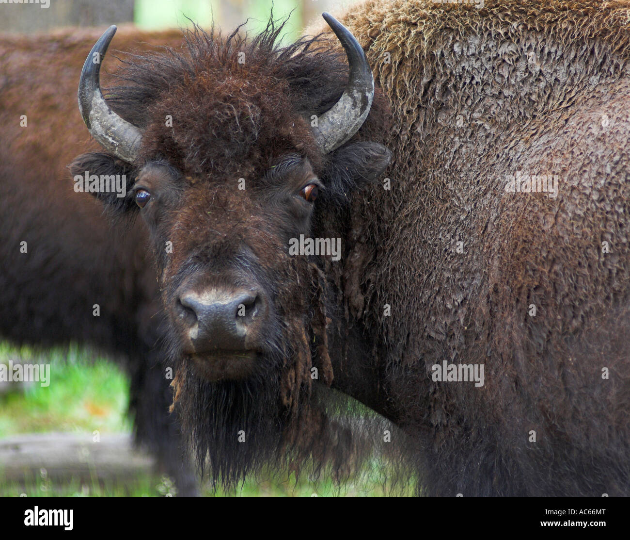 Female Bison