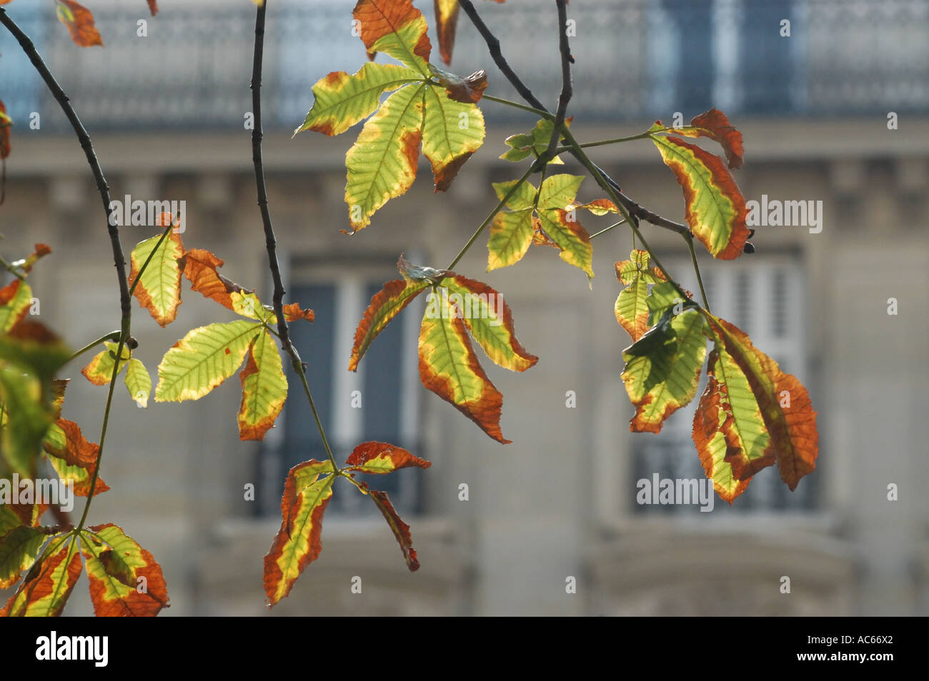 Chestnut tree in paris france hi-res stock photography and images - Alamy