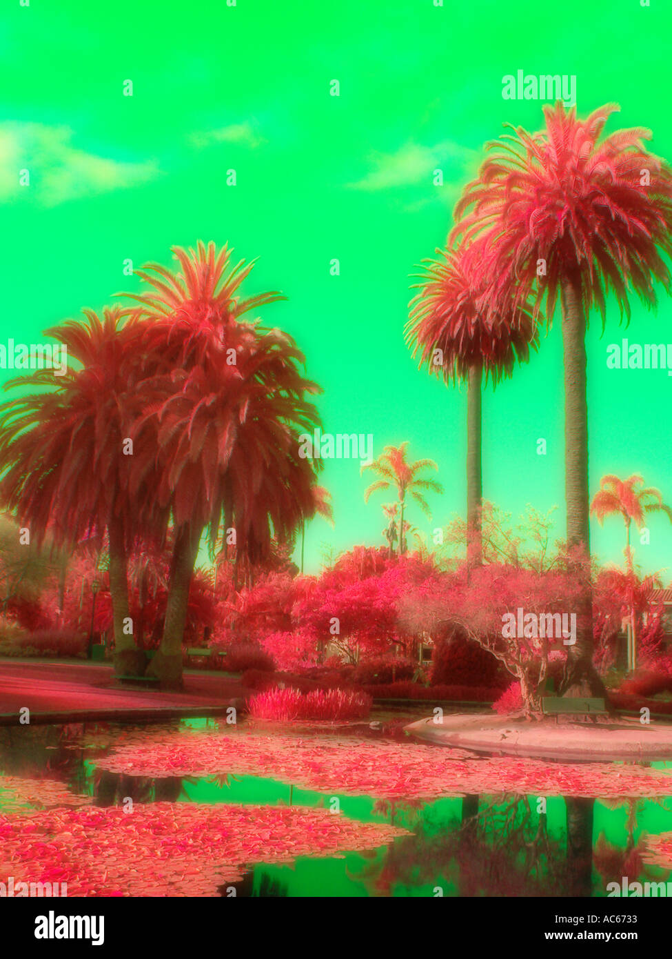 Infrared Palm Trees Stock Photo - Alamy
