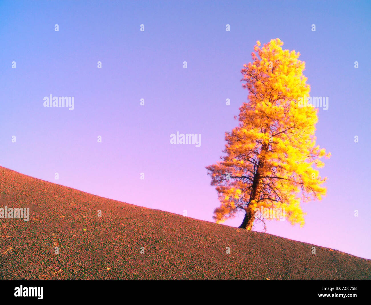 Lone Tree Color Stock Photo - Alamy