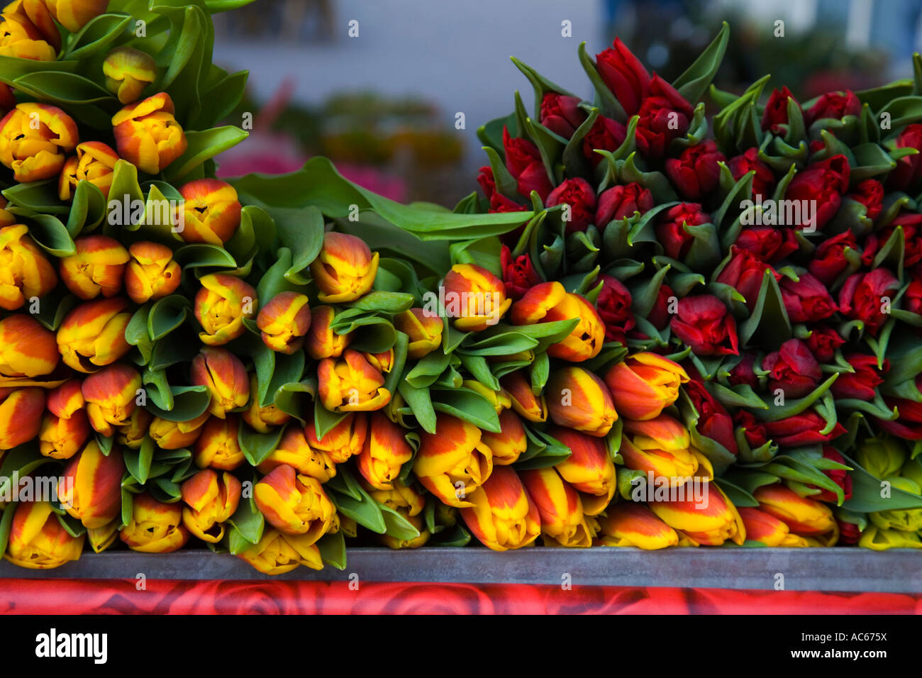 Flower and Tulip display in outdoor market Amsterdam, Holland Stock ...