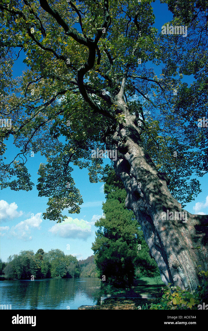 Tree by the thames hi-res stock photography and images - Alamy