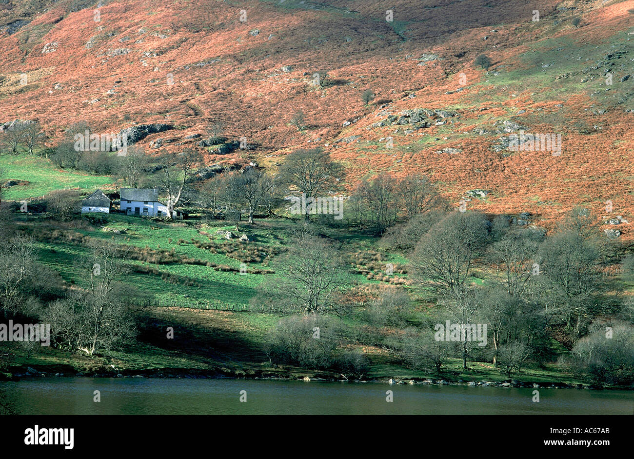 Sheep wales summer slope hi-res stock photography and images - Alamy