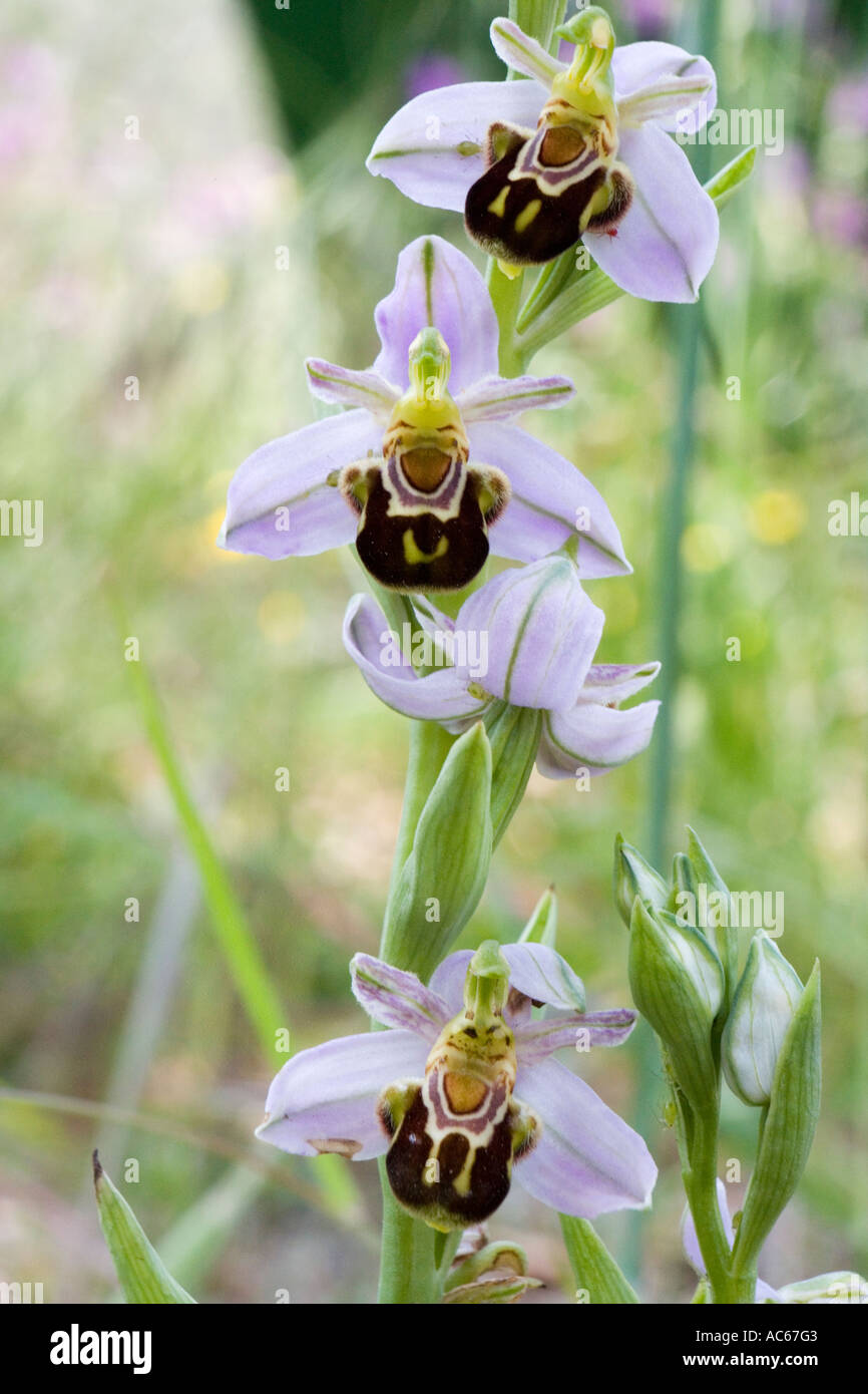 Self mimicry hi-res stock photography and images - Alamy