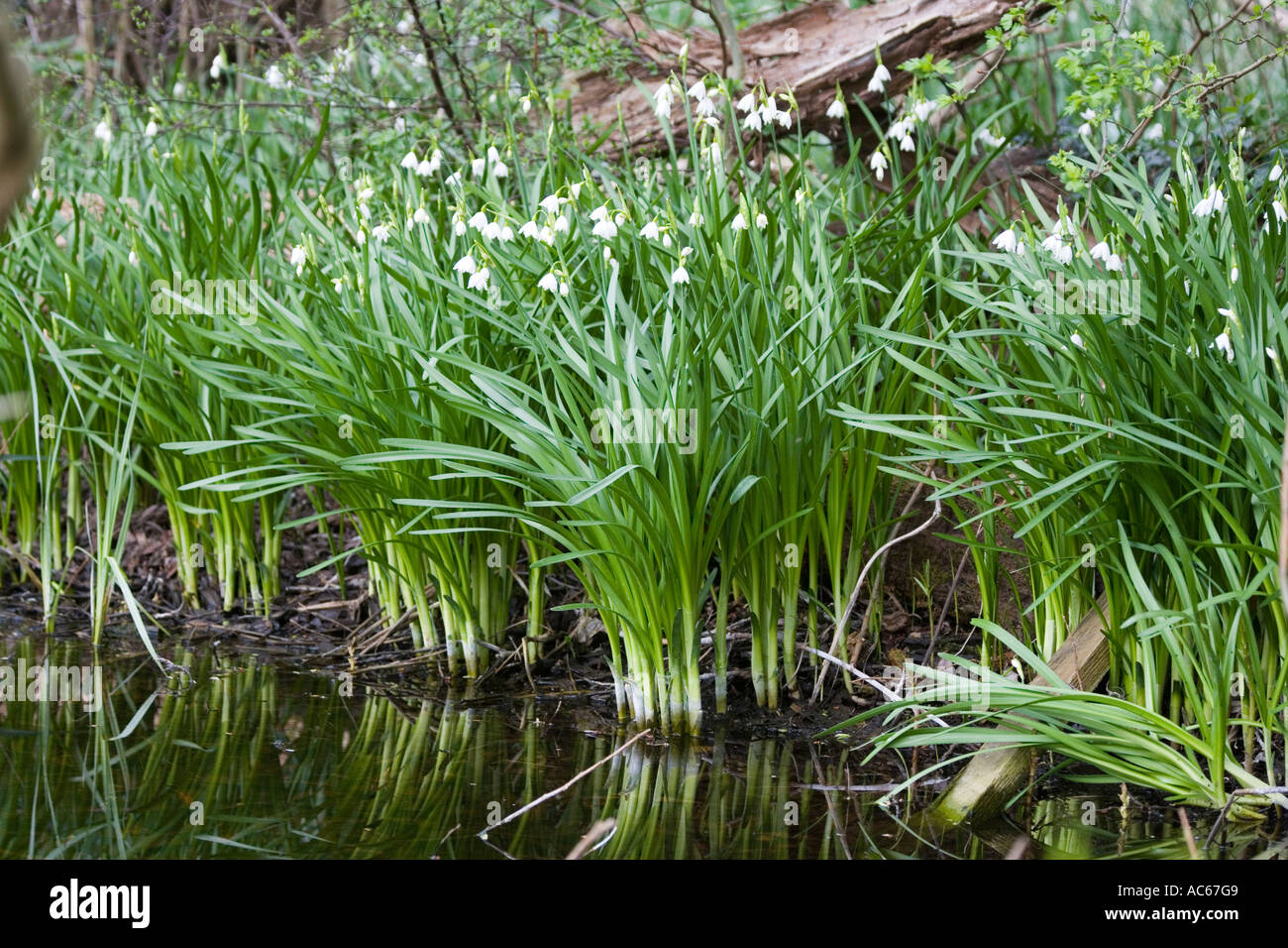 River loddon lily hi-res stock photography and images - Alamy