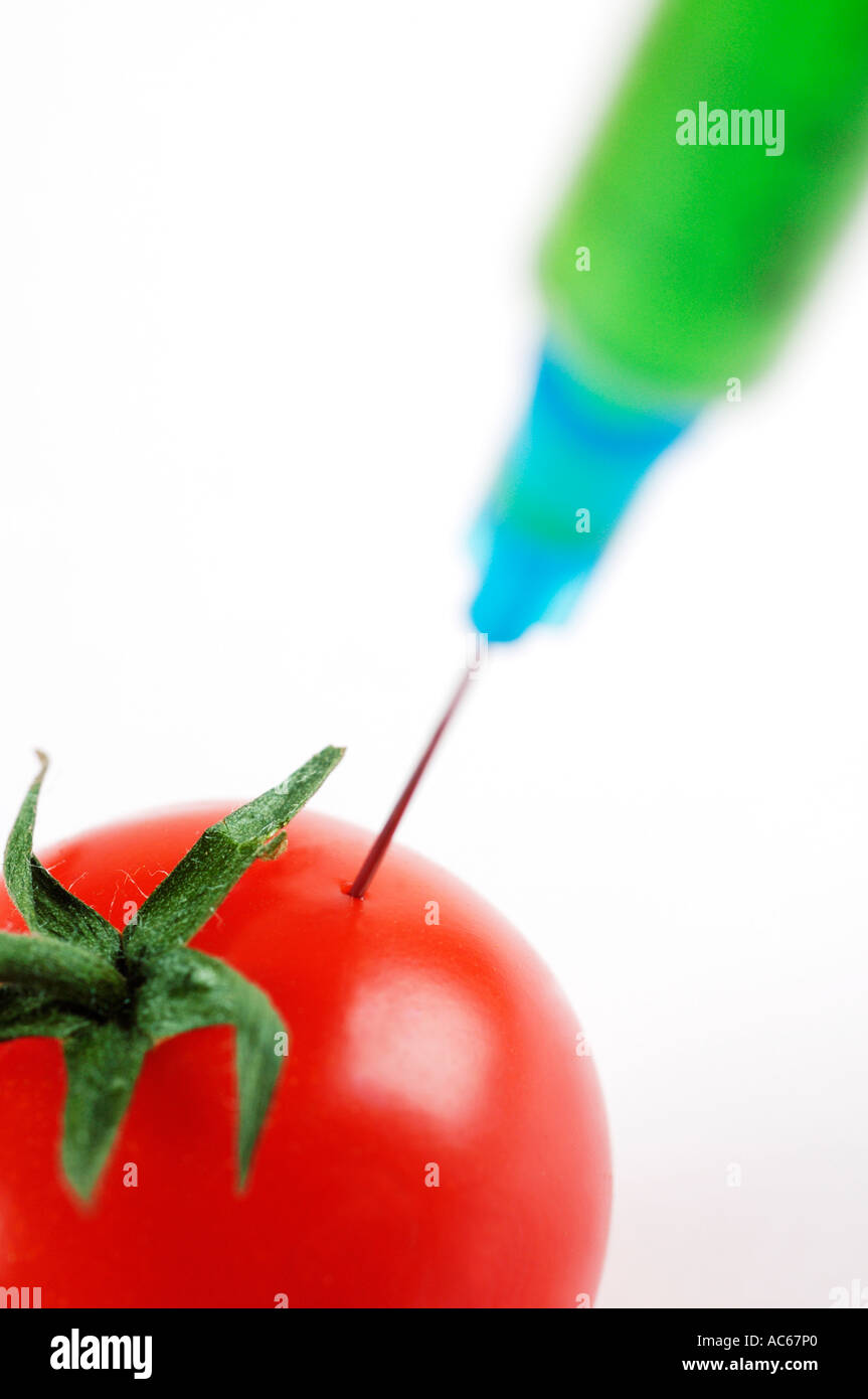 Tomato being injected with hypodermic syringe GM food concept Stock ...