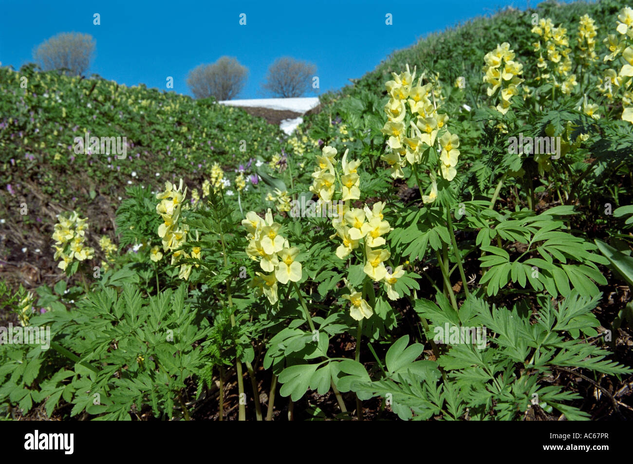 Alpine flowers Yellow toadflax (Linaria vulgaris, Plantaginaceae ...