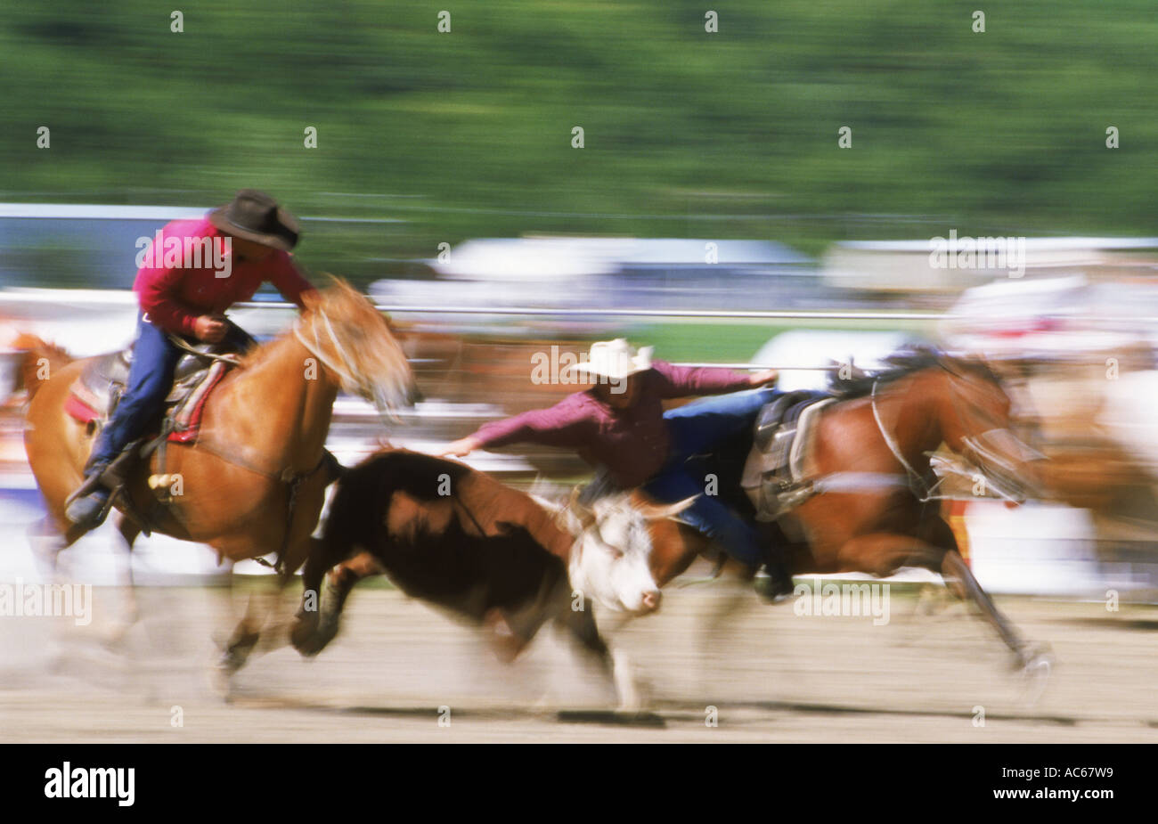 Calf roping jump hi-res stock photography and images - Alamy