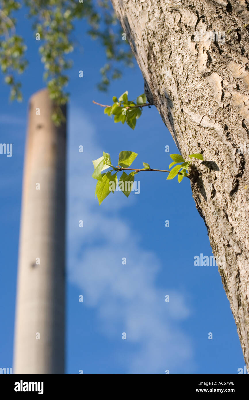 Closeup of fresh new populus (poplar) branches emerging from the tree ...