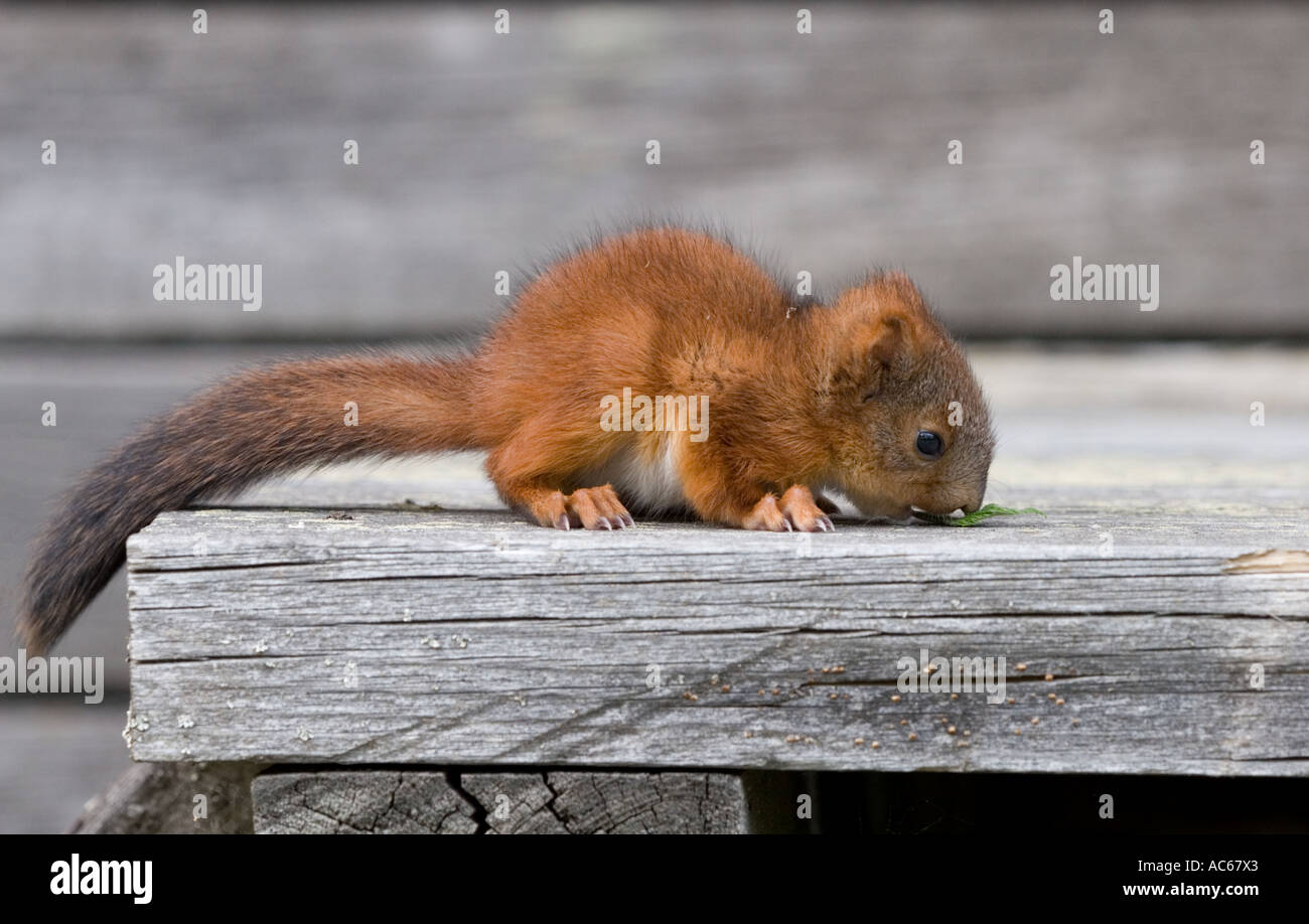 Red squirrel in detail hi-res stock photography and images - Alamy